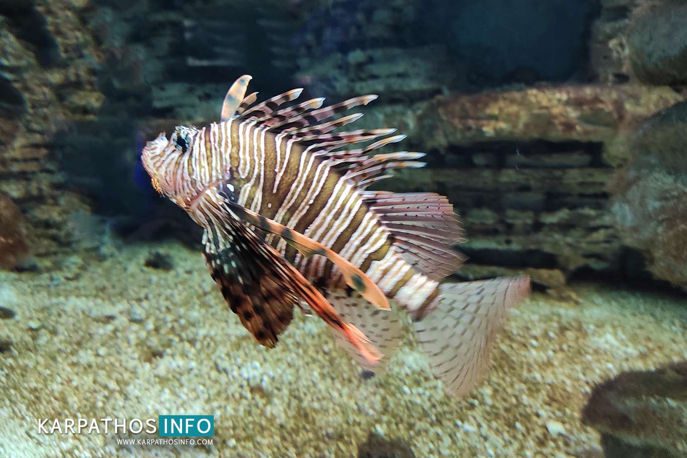 Snorkel and dive in Karpathos Island with best spots (2025)